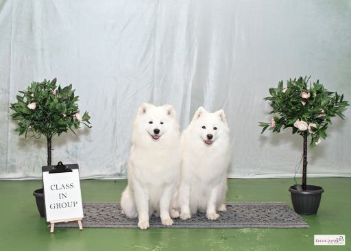 Dogdom