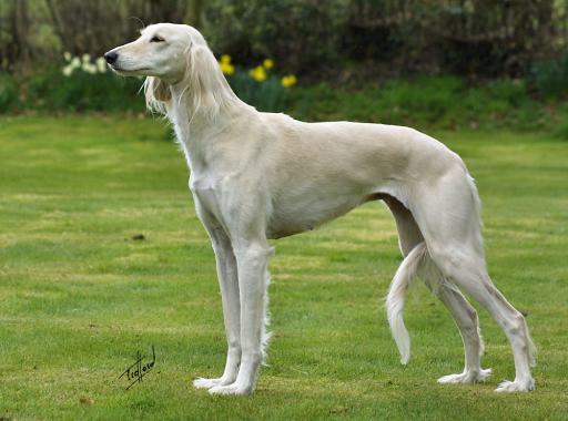 Dogdom