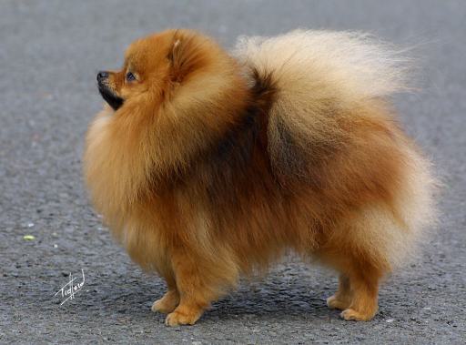 Dogdom