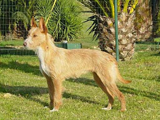 Dogdom