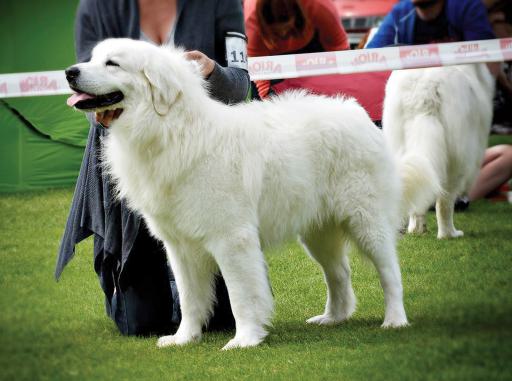 Dogdom