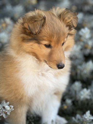 Dogdom