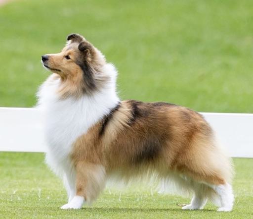 Dogdom