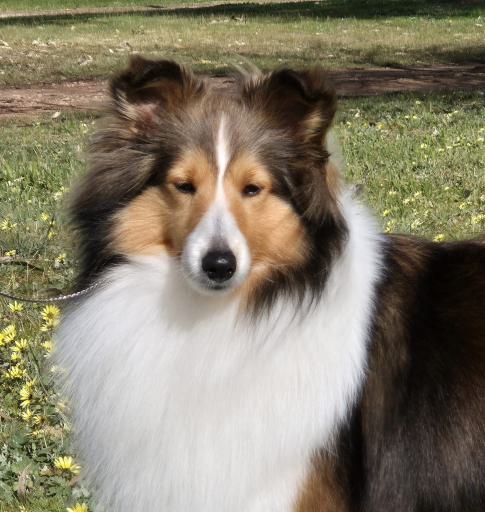 Dogdom